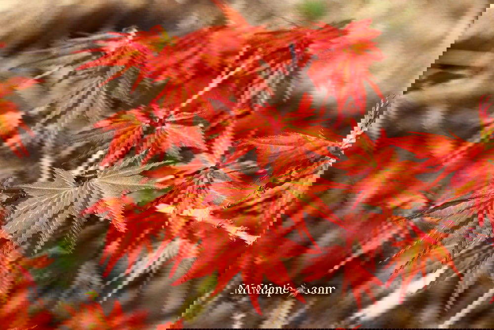 Buy Acer palmatum 'Nemo' Japanese Maple — Mr Maple │ Buy Japanese Maple ...