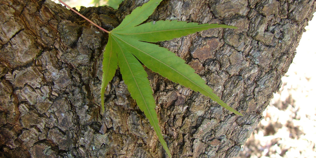 Buy Acer palmatum 'Nishiki gawa' Pinebark Japanese Maple — Mr Maple ...