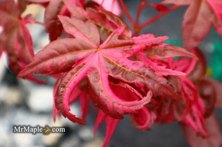 Buy Acer palmatum 'Noel' Japanese Maple — Mr Maple │ Buy Japanese Maple ...