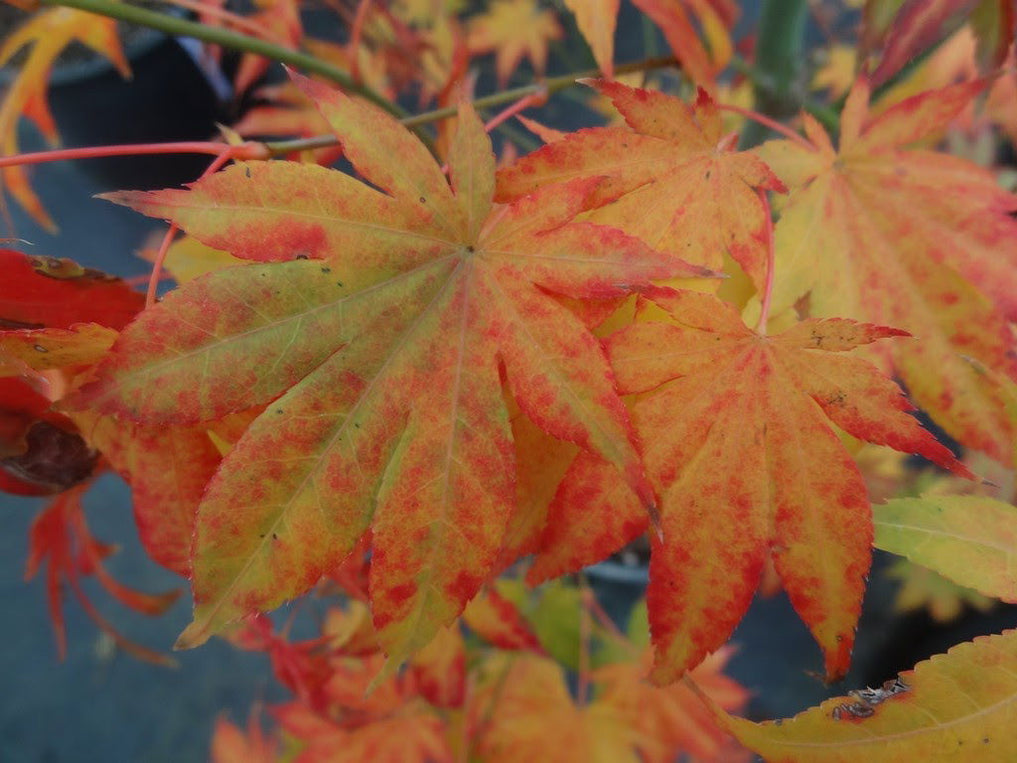 Acer palmatum 'Ogi tsuma gaki' Purple Border Japanese Maple — Mr Maple ...