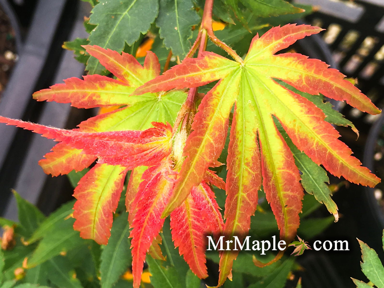 Acer palmatum 'Ogi tsuma gaki' Purple Border Japanese Maple — Mr Maple ...