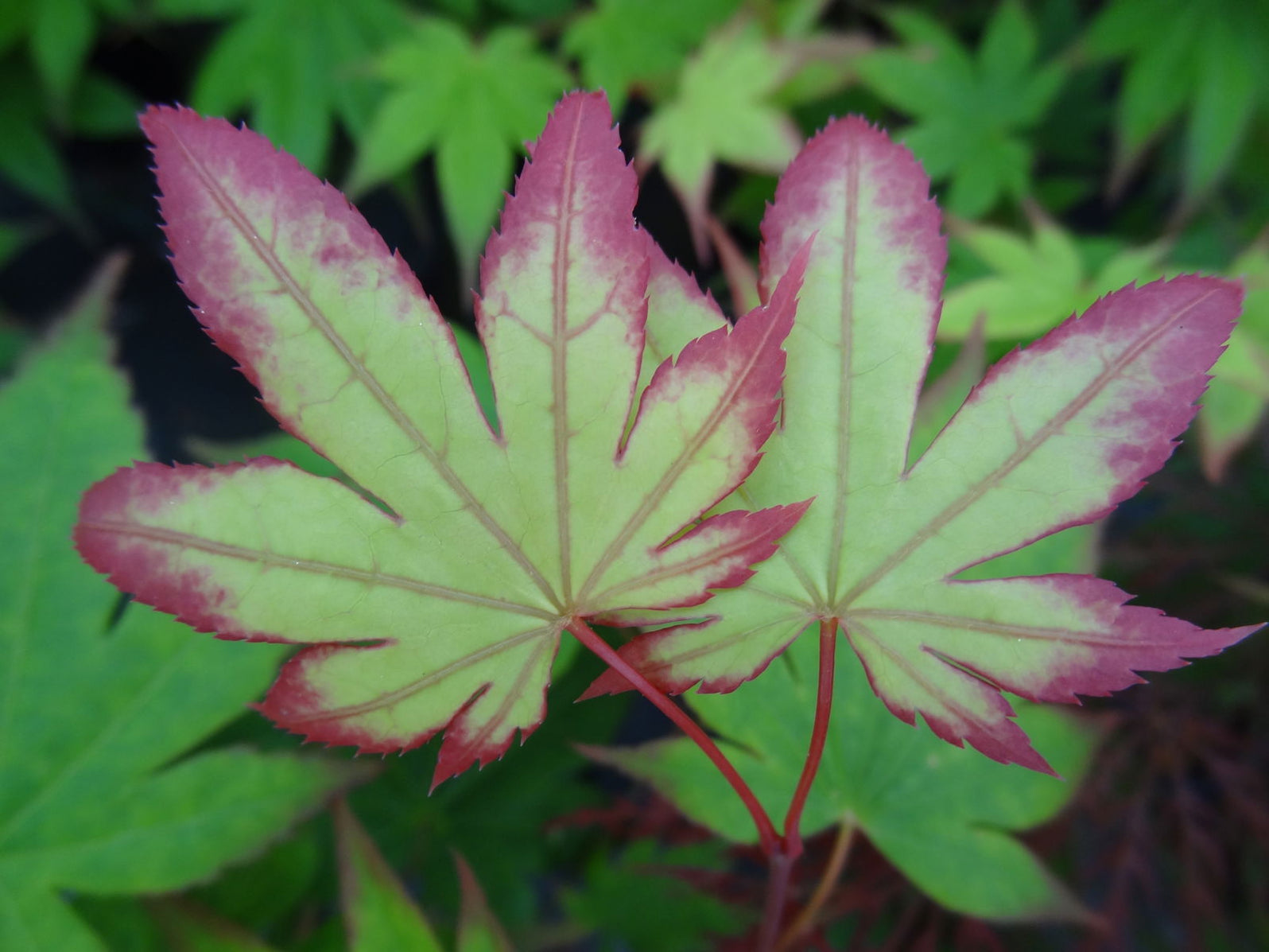Acer palmatum 'Ogi tsuma gaki' Purple Border Japanese Maple — Mr Maple ...