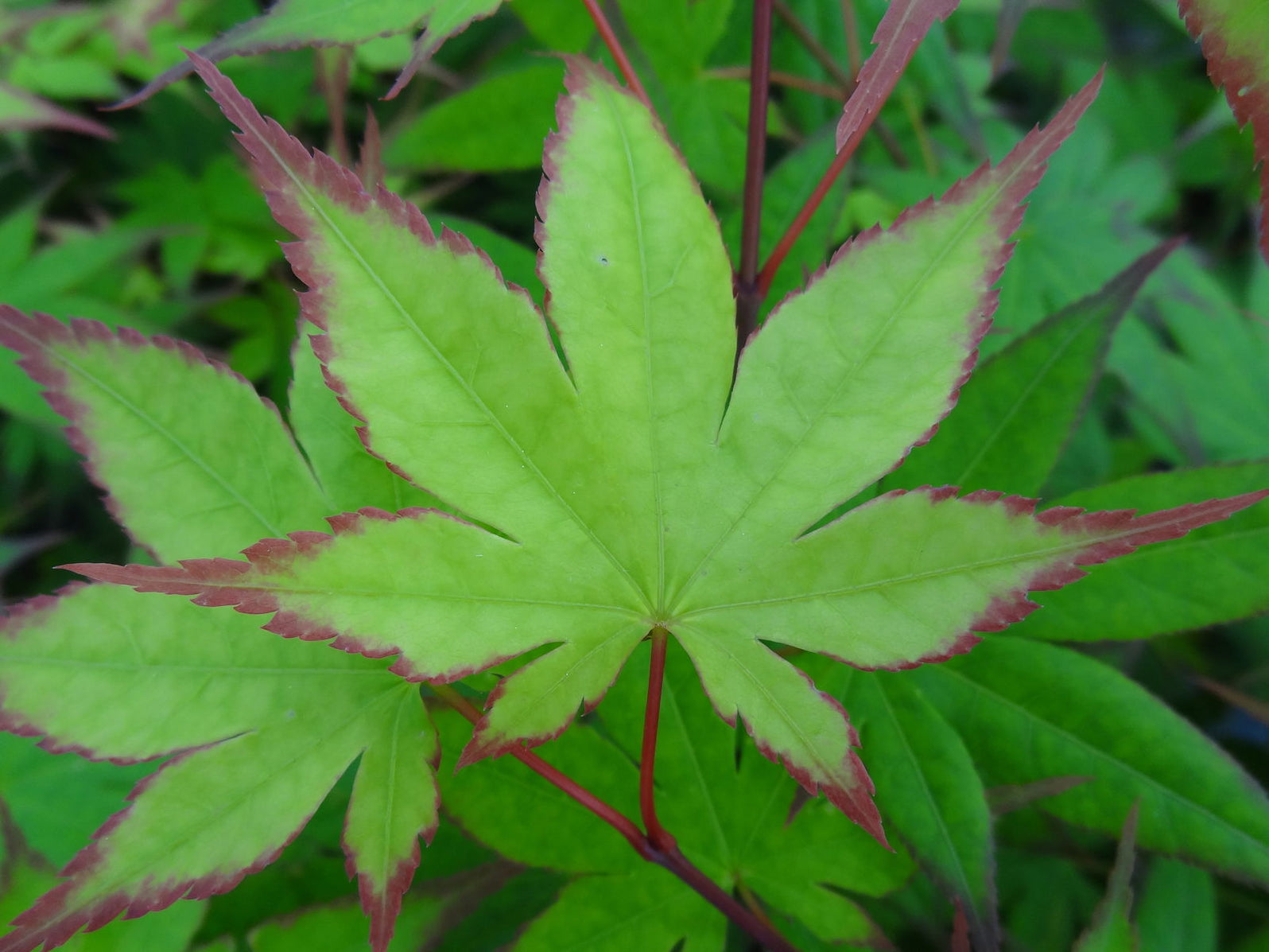 Acer palmatum 'Ogi tsuma gaki' Purple Border Japanese Maple — Mr Maple ...