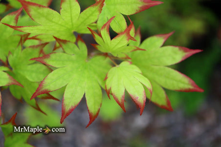 Acer palmatum 'Ogi tsuma gaki' Purple Border Japanese Maple — Mr Maple ...