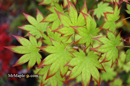Acer palmatum 'Ogi tsuma gaki' Purple Border Japanese Maple — Mr Maple ...