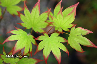 Acer palmatum 'Ogi tsuma gaki' Purple Border Japanese Maple — Mr Maple ...