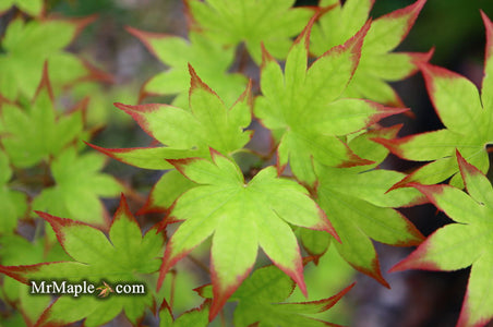 Acer palmatum 'Ogi tsuma gaki' Purple Border Japanese Maple — Mr Maple ...