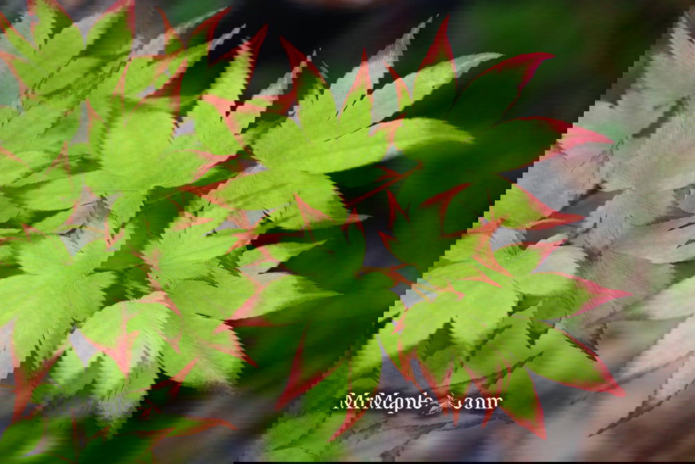 Acer palmatum 'Ogi tsuma gaki' Purple Border Japanese Maple — Mr Maple ...