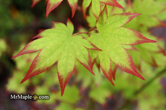 Acer palmatum 'Ogi tsuma gaki' Purple Border Japanese Maple — Mr Maple ...