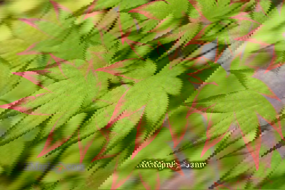 Acer palmatum 'Ogi tsuma gaki' Purple Border Japanese Maple — Mr Maple ...