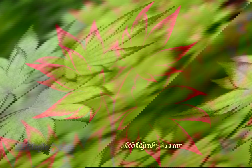 Acer palmatum 'Ogi tsuma gaki' Purple Border Japanese Maple — Mr Maple ...