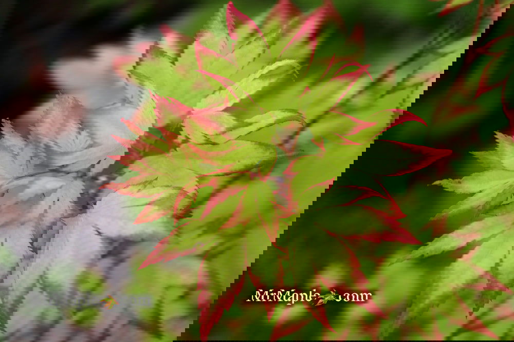 Acer palmatum 'Ogi tsuma gaki' Purple Border Japanese Maple — Mr Maple ...