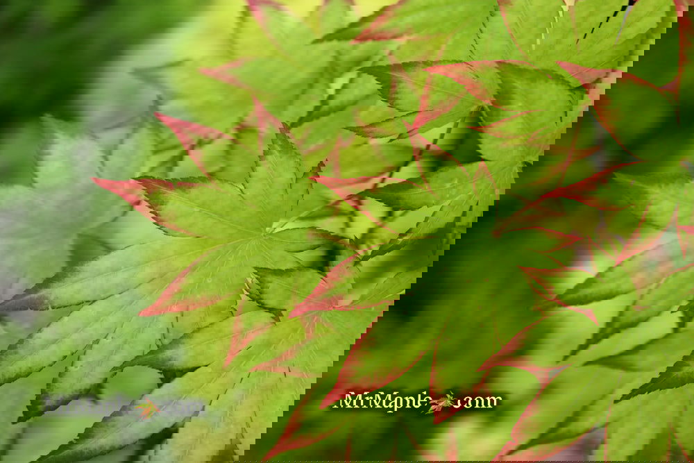 Acer palmatum 'Ogi tsuma gaki' Purple Border Japanese Maple — Mr Maple ...