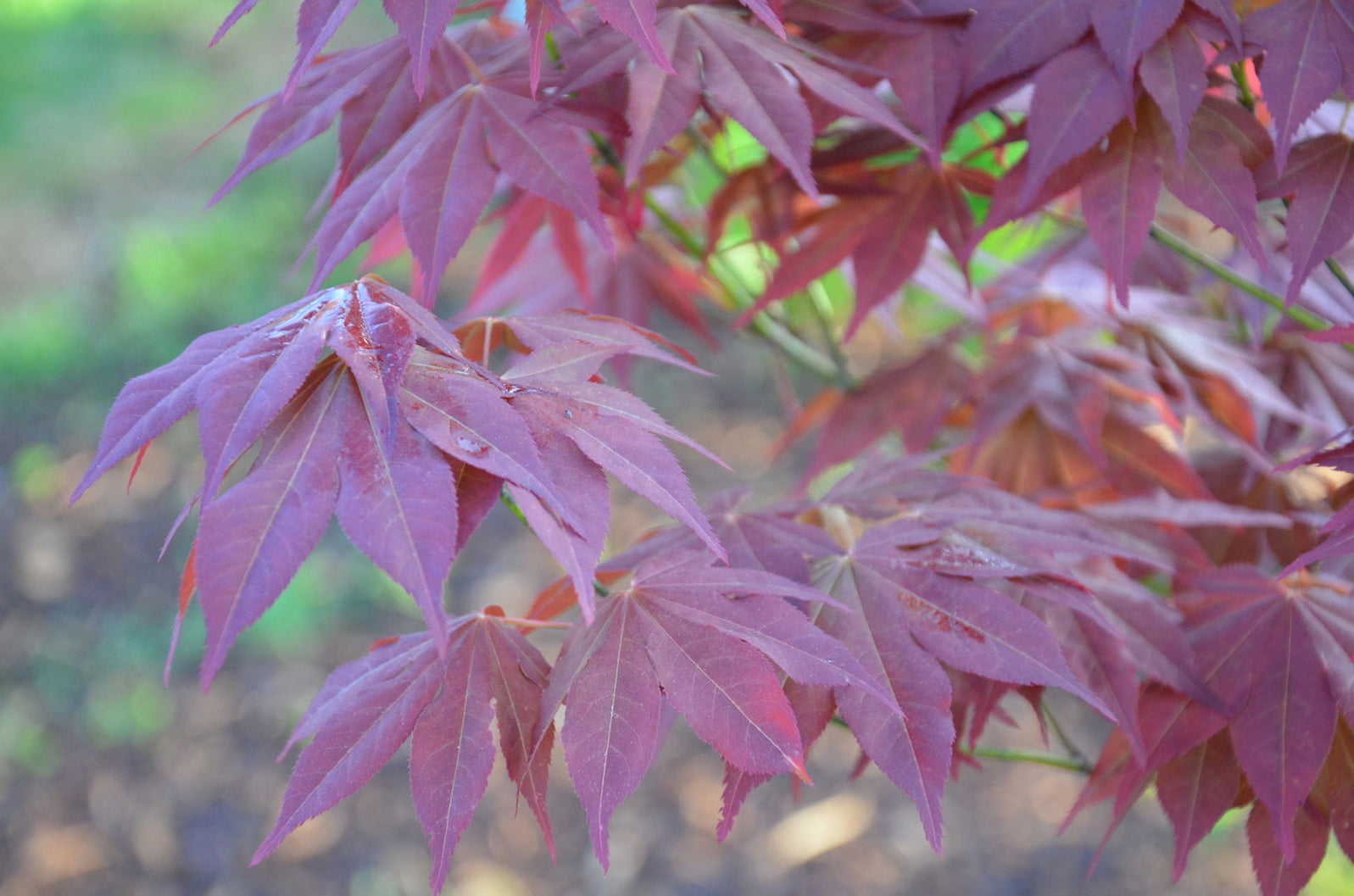 Buy Acer palmatum 'Ogon sarasa' Golden Calico Cloth Japanese Maple — Mr ...