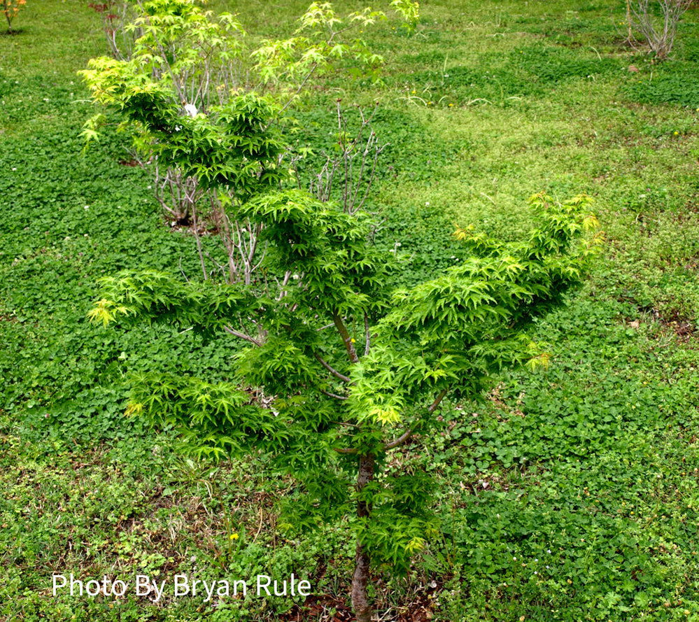 Buy Acer palmatum 'Ojishi' Male Lion Japanese Maple — Mr Maple │ Buy ...