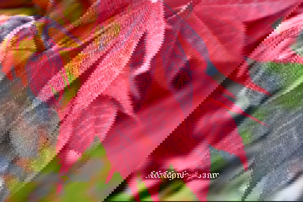 Buy Acer palmatum 'Okagami' Japanese Maple — Mr Maple │ Buy Japanese ...