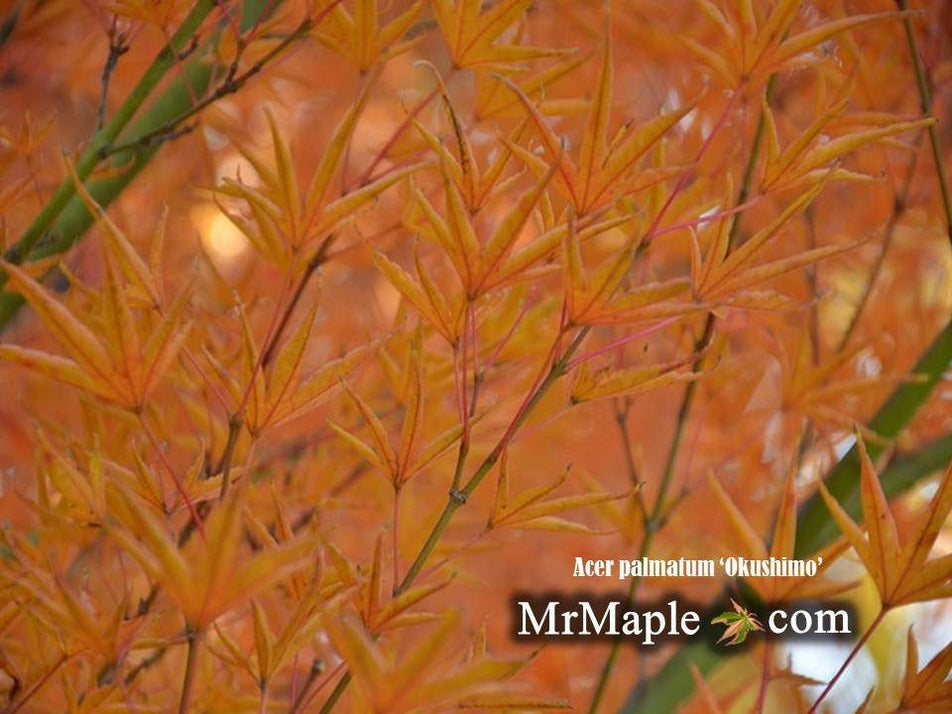 Buy Acer palmatum 'Okushimo' Japanese Maple — Mr Maple │ Buy Japanese ...