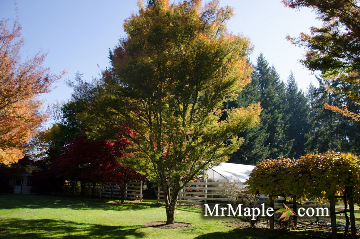 Buy Acer palmatum 'Okushimo' Japanese Maple — Mr Maple │ Buy Japanese ...