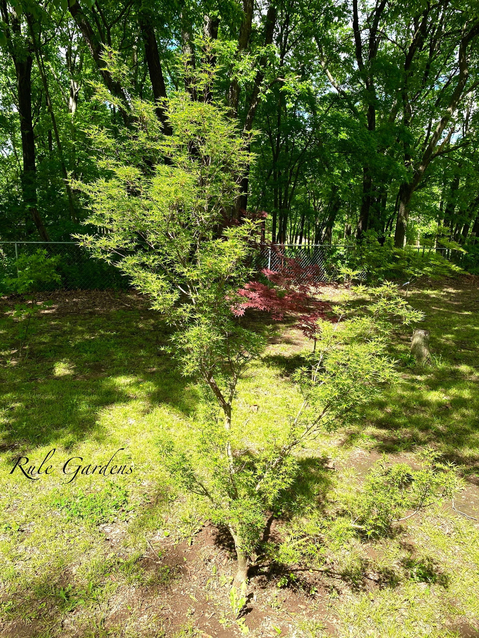 Buy Acer palmatum 'Okushimo' Japanese Maple — Mr Maple │ Buy Japanese ...