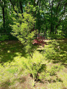 Buy Acer palmatum 'Okushimo' Japanese Maple — Mr Maple │ Buy Japanese ...
