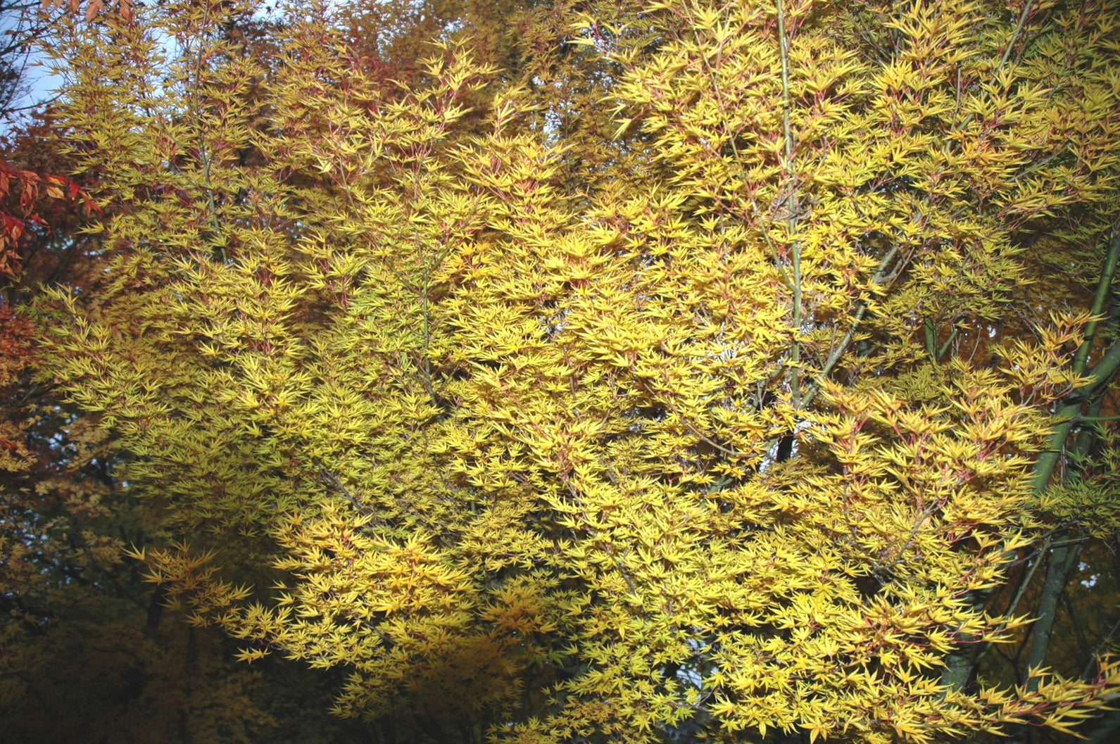 Buy Acer palmatum 'Okushimo' Japanese Maple — Mr Maple │ Buy Japanese ...