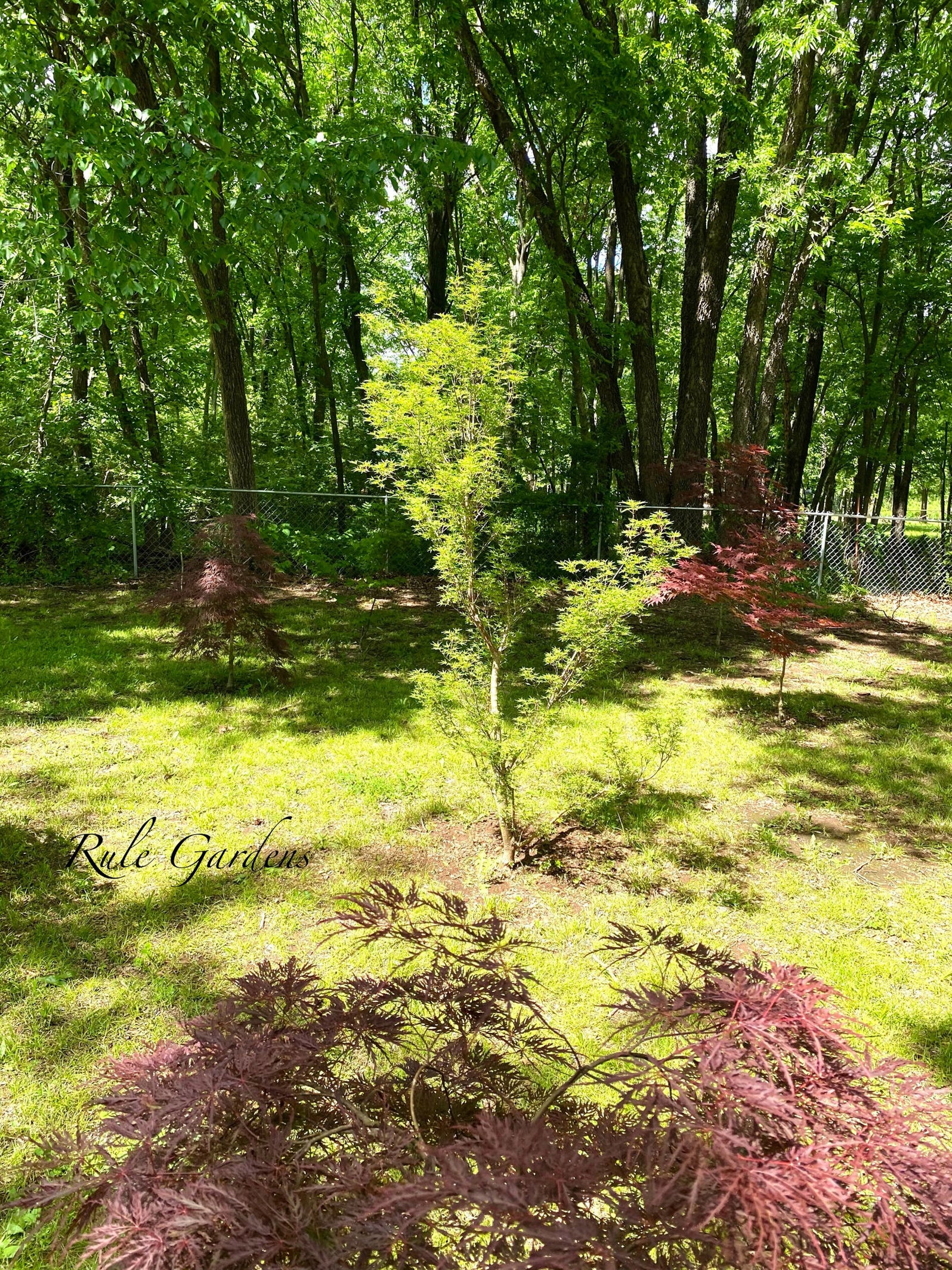 Buy Acer palmatum 'Okushimo' Japanese Maple — Mr Maple │ Buy Japanese ...