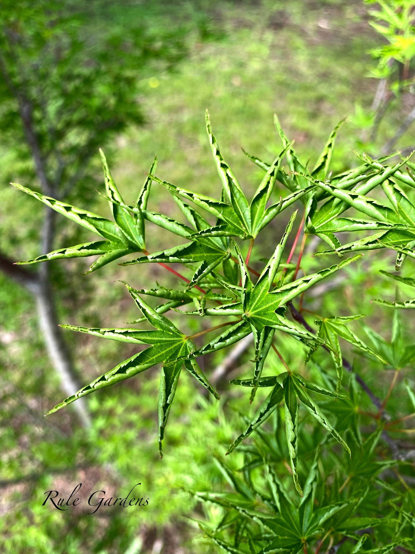 Buy Acer palmatum 'Okushimo' Japanese Maple — Mr Maple │ Buy Japanese ...