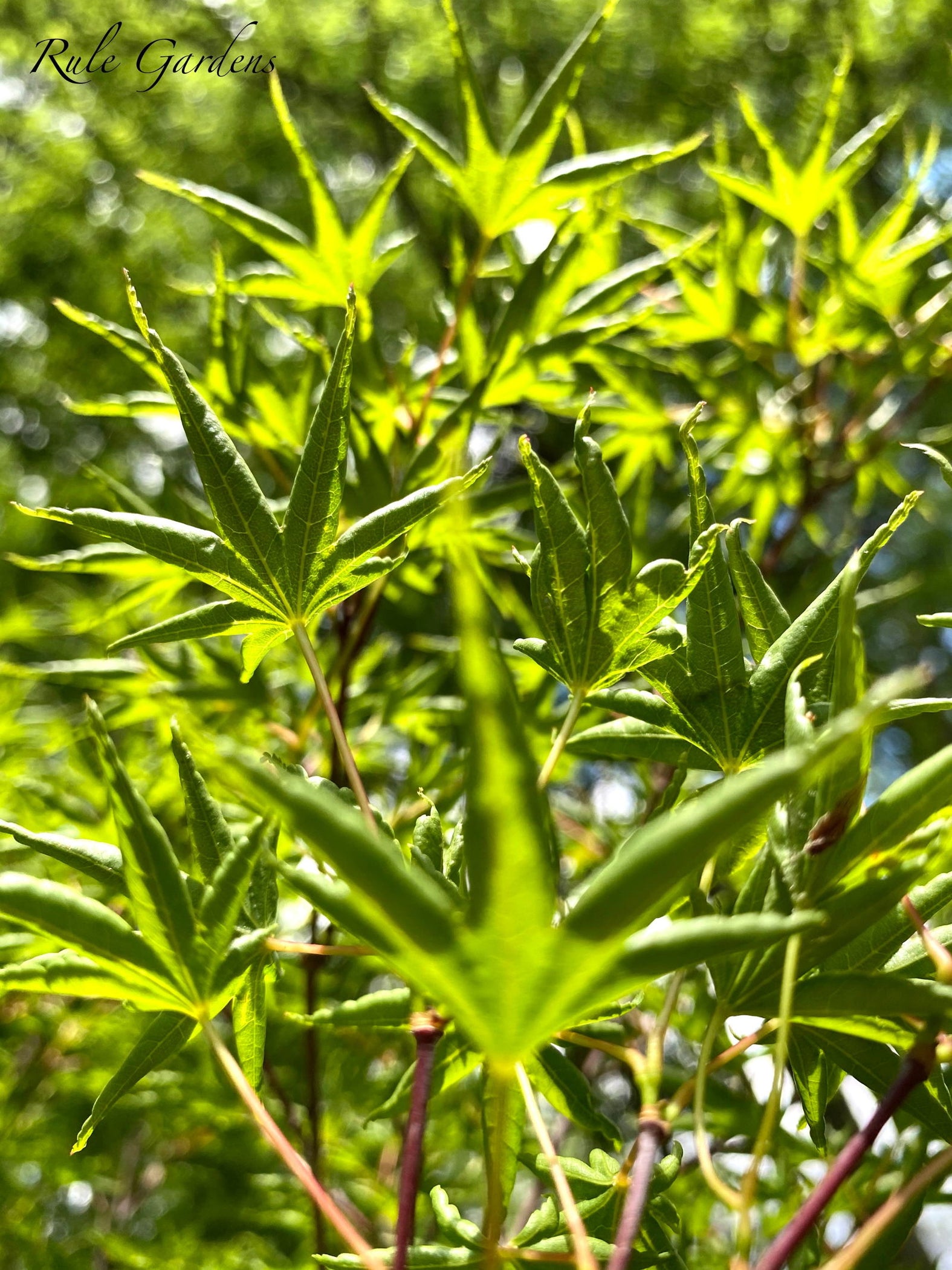 Buy Acer palmatum 'Okushimo' Japanese Maple — Mr Maple │ Buy Japanese ...