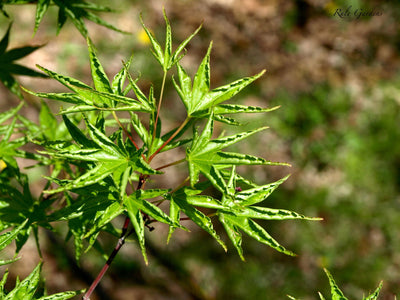 Buy Acer palmatum 'Okushimo' Japanese Maple — Mr Maple │ Buy Japanese ...
