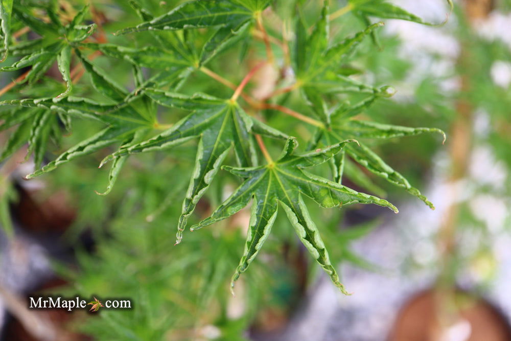 Buy Acer palmatum 'Okushimo' Japanese Maple — Mr Maple │ Buy Japanese ...
