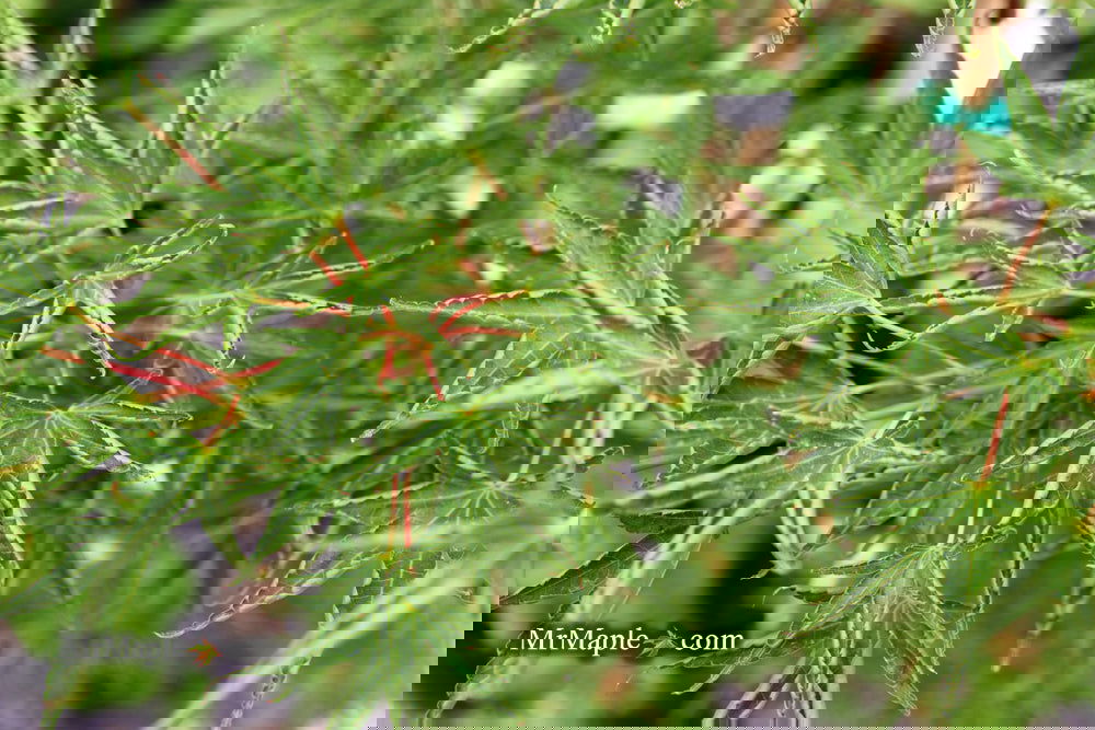 Buy Acer palmatum 'Okushimo' Japanese Maple — Mr Maple │ Buy Japanese ...