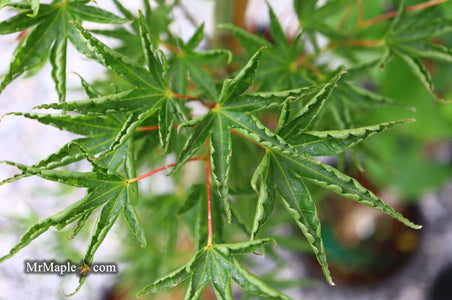 Buy Acer palmatum 'Okushimo' Japanese Maple — Mr Maple │ Buy Japanese ...