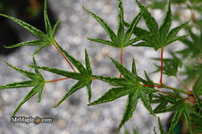 Buy Acer palmatum 'Okushimo' Japanese Maple — Mr Maple │ Buy Japanese ...