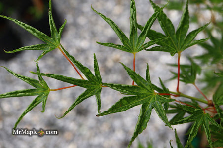 Buy Acer palmatum 'Okushimo' Japanese Maple — Mr Maple │ Buy Japanese ...