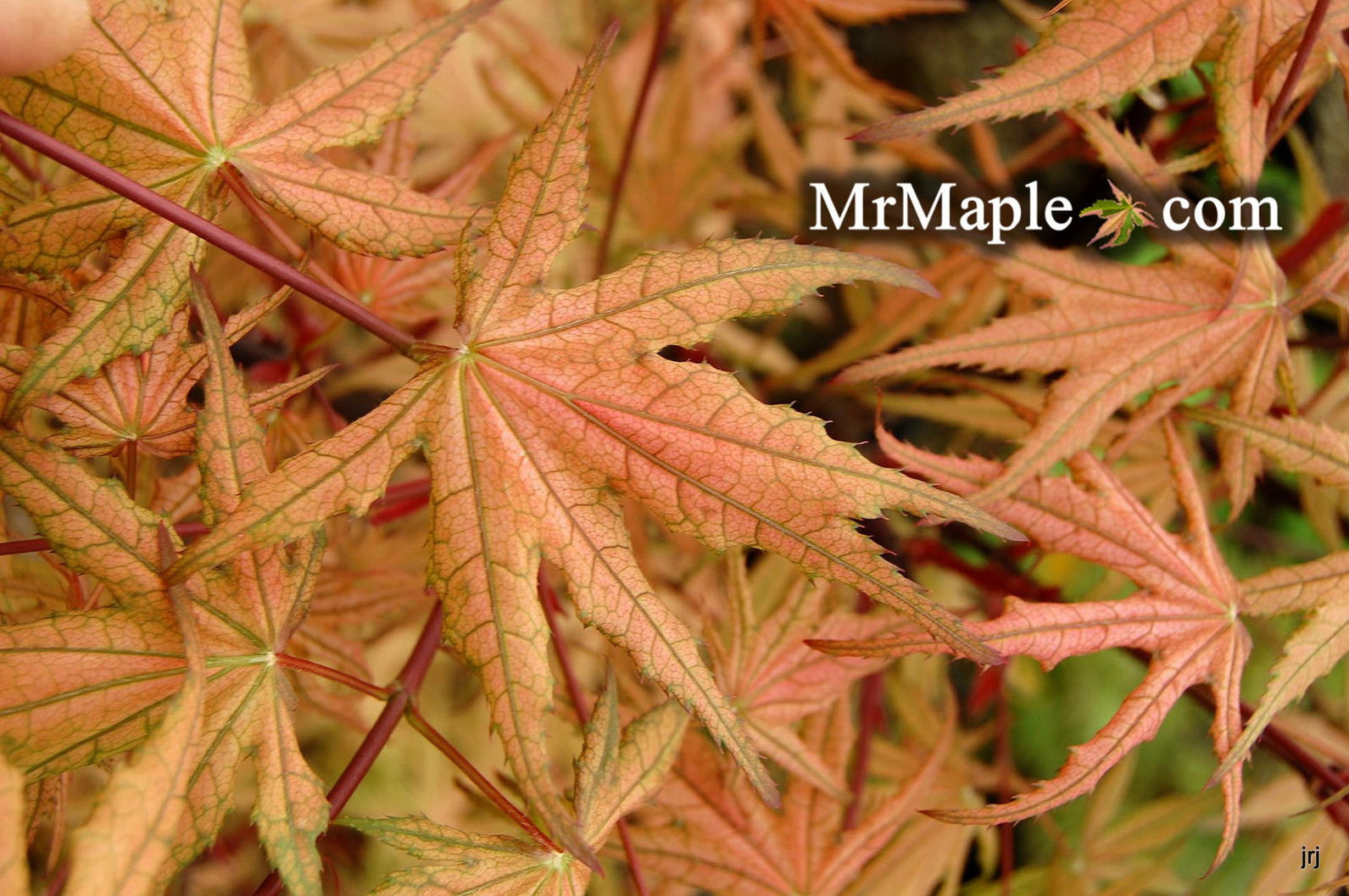 Buy Acer palmatum 'Olsen's Frosted Strawberry' Japanese Maple — Mr ...