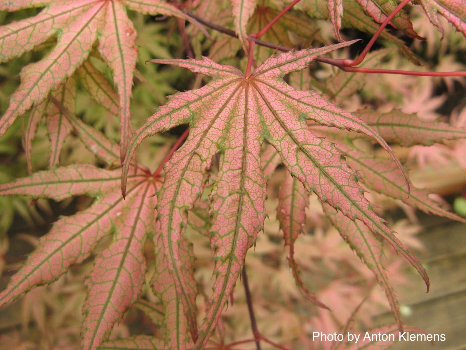 Buy Acer palmatum 'Olsen's Frosted Strawberry' Japanese Maple — Mr ...