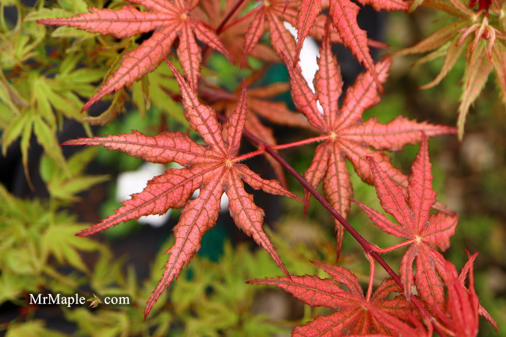 Buy Acer palmatum 'Olsen's Frosted Strawberry' Japanese Maple — Mr ...