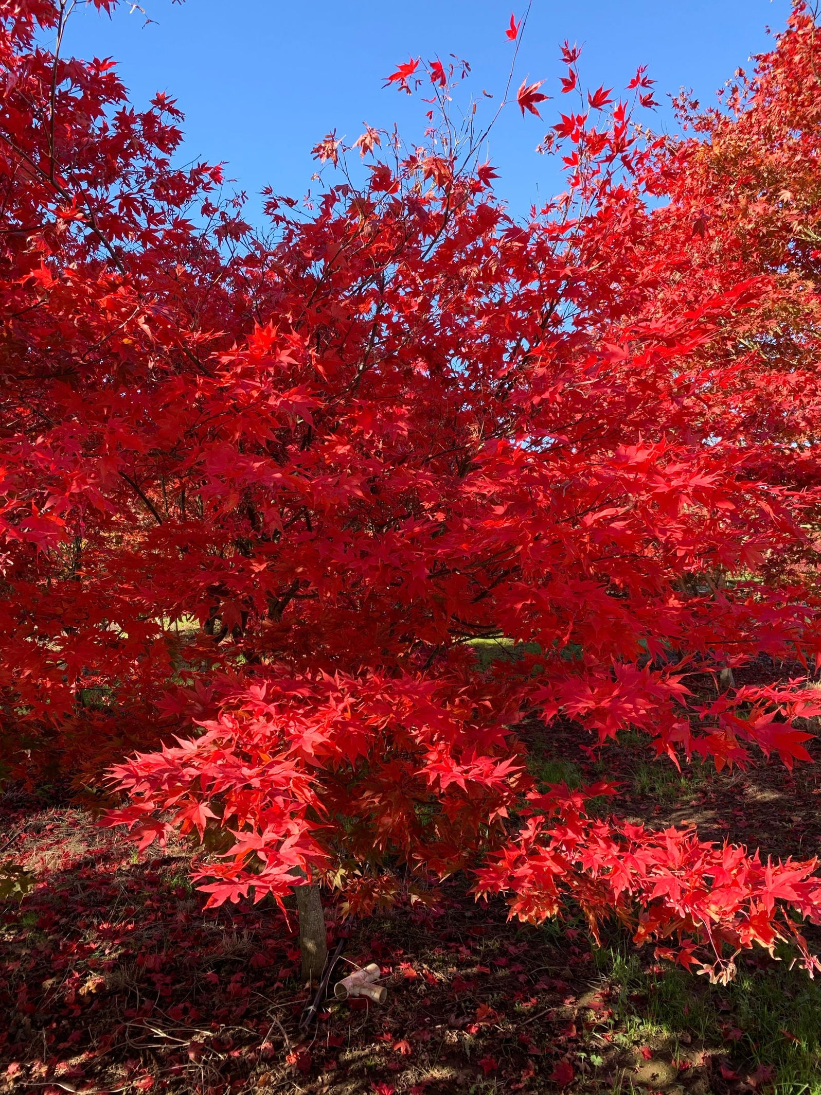 Buy Acer palmatum 'Omato' Japanese Maple — Mr Maple │ Buy Japanese ...