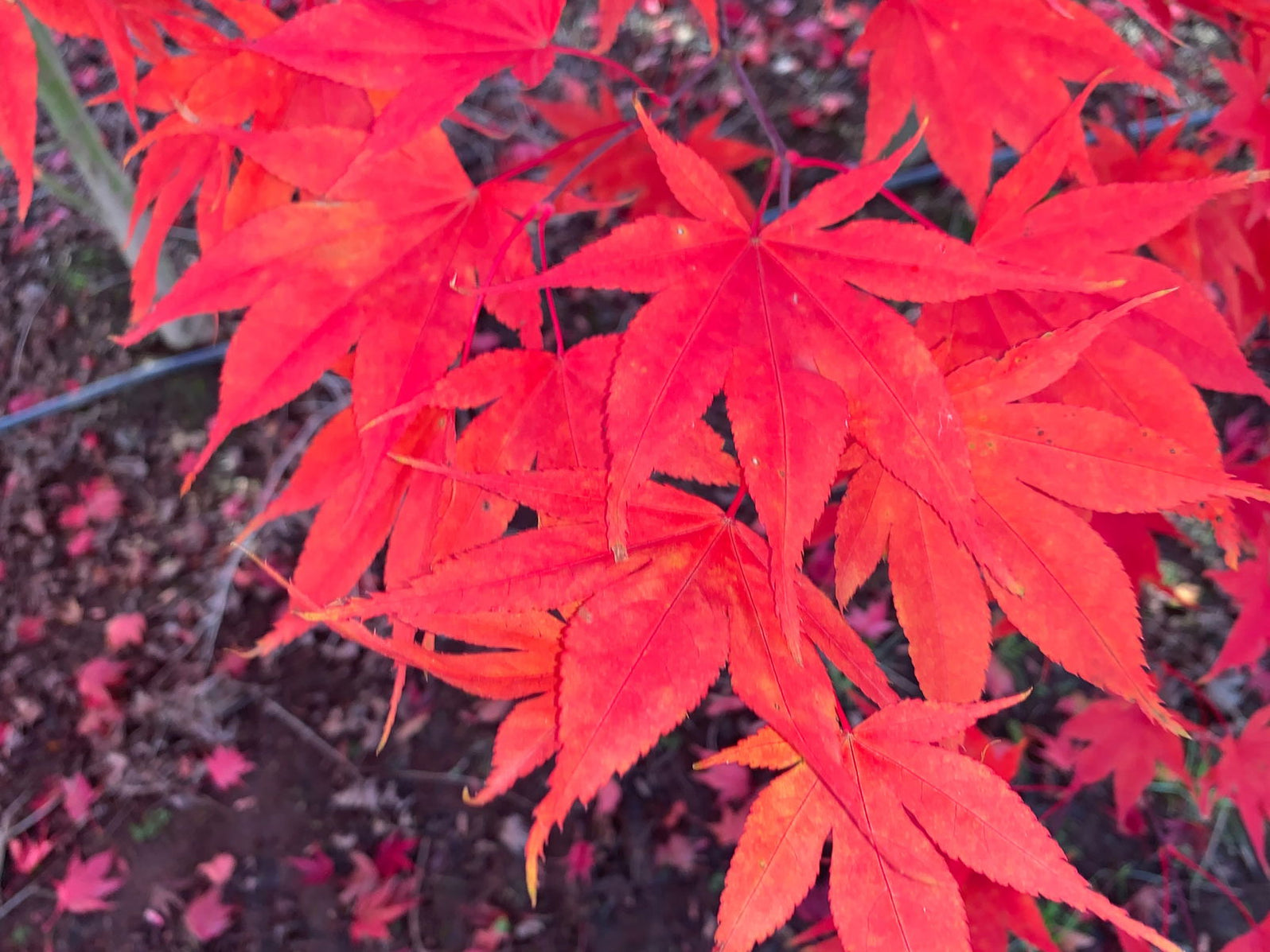 Buy Acer palmatum 'Omato' Japanese Maple — Mr Maple │ Buy Japanese ...