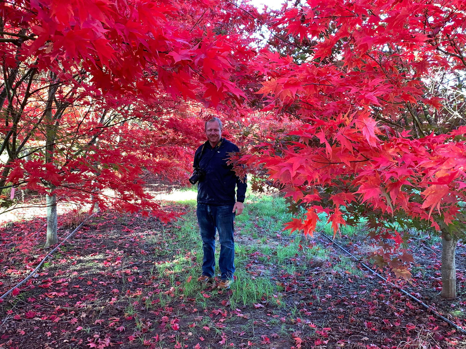 Buy Acer palmatum 'Omato' Japanese Maple — Mr Maple │ Buy Japanese ...