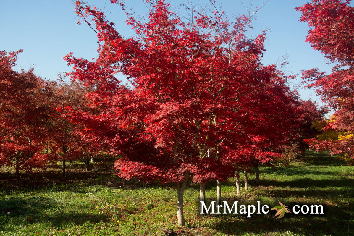 Buy Acer palmatum 'Omato' Japanese Maple — Mr Maple │ Buy Japanese ...