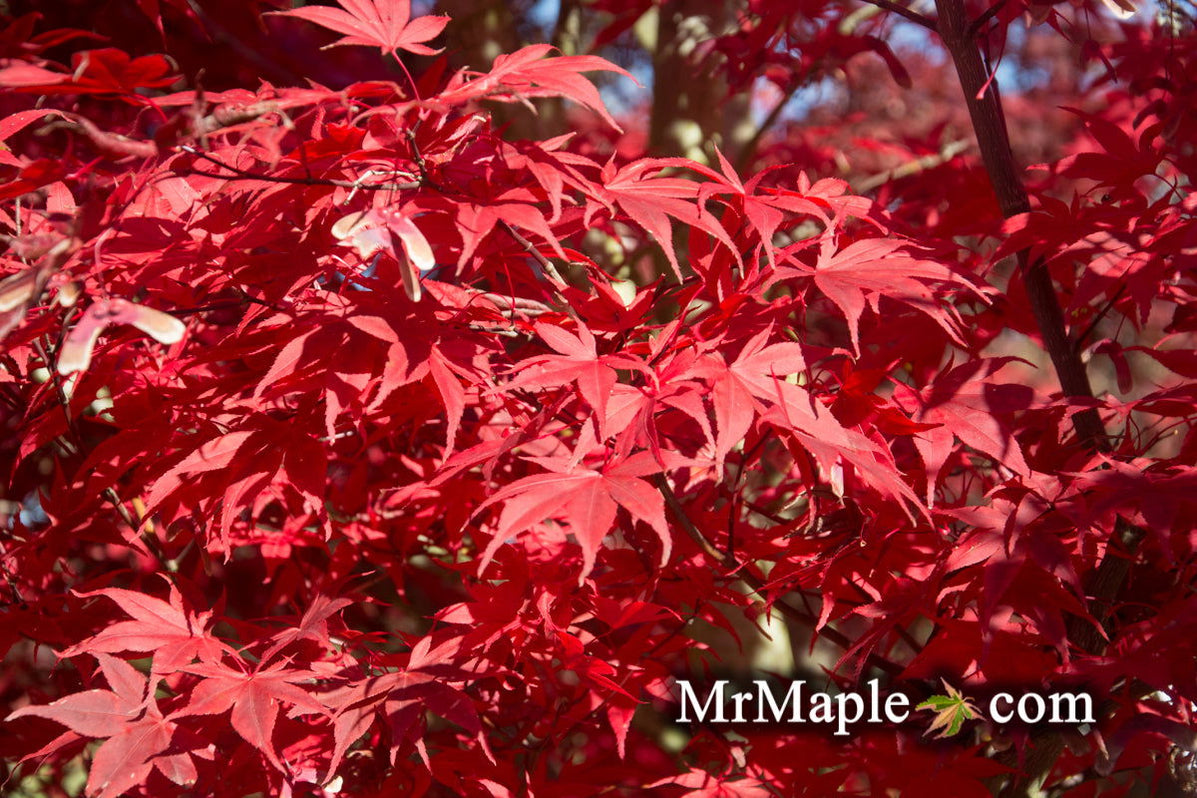 Buy Acer palmatum 'Omato' Japanese Maple — Mr Maple │ Buy Japanese ...