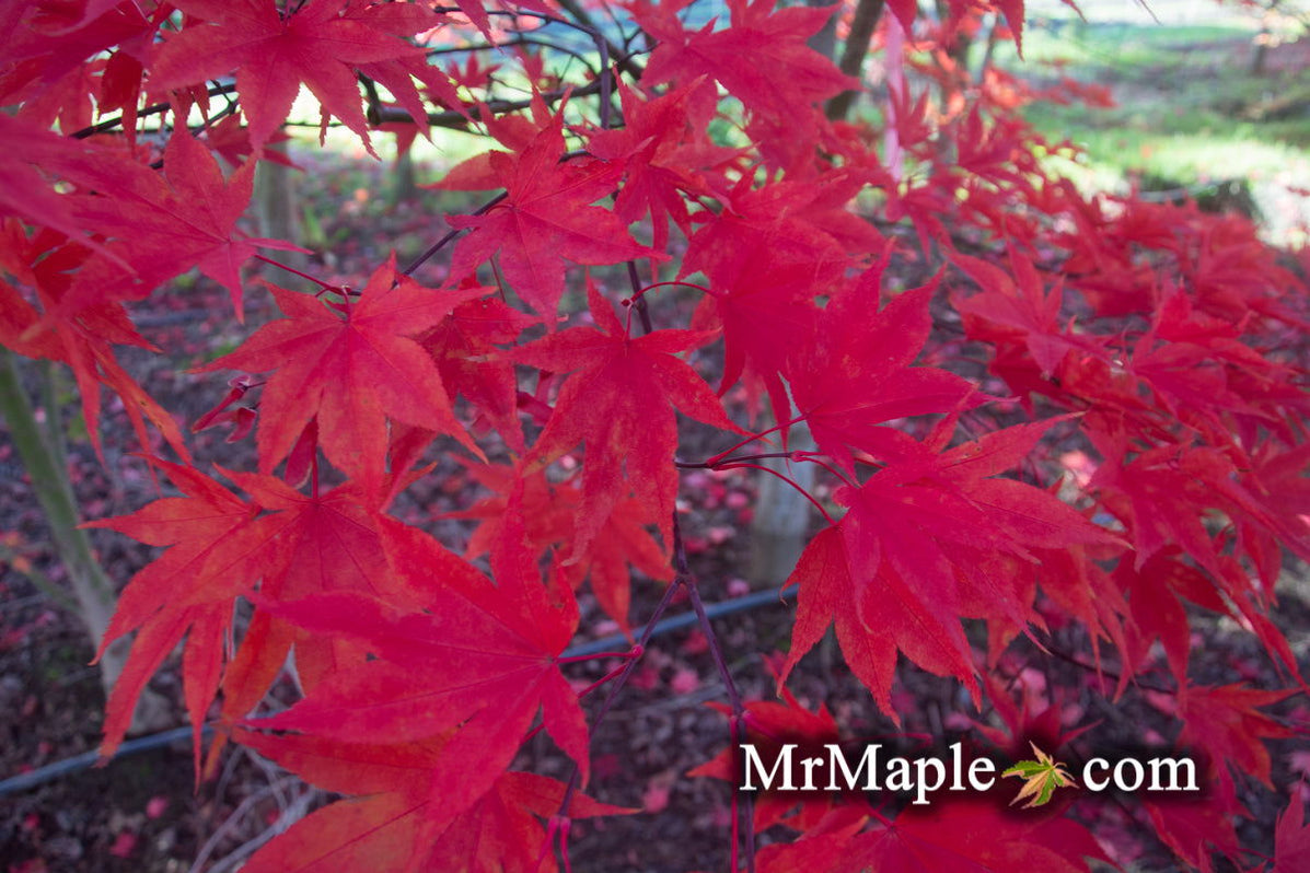 Buy Acer palmatum 'Omato' Japanese Maple — Mr Maple │ Buy Japanese ...