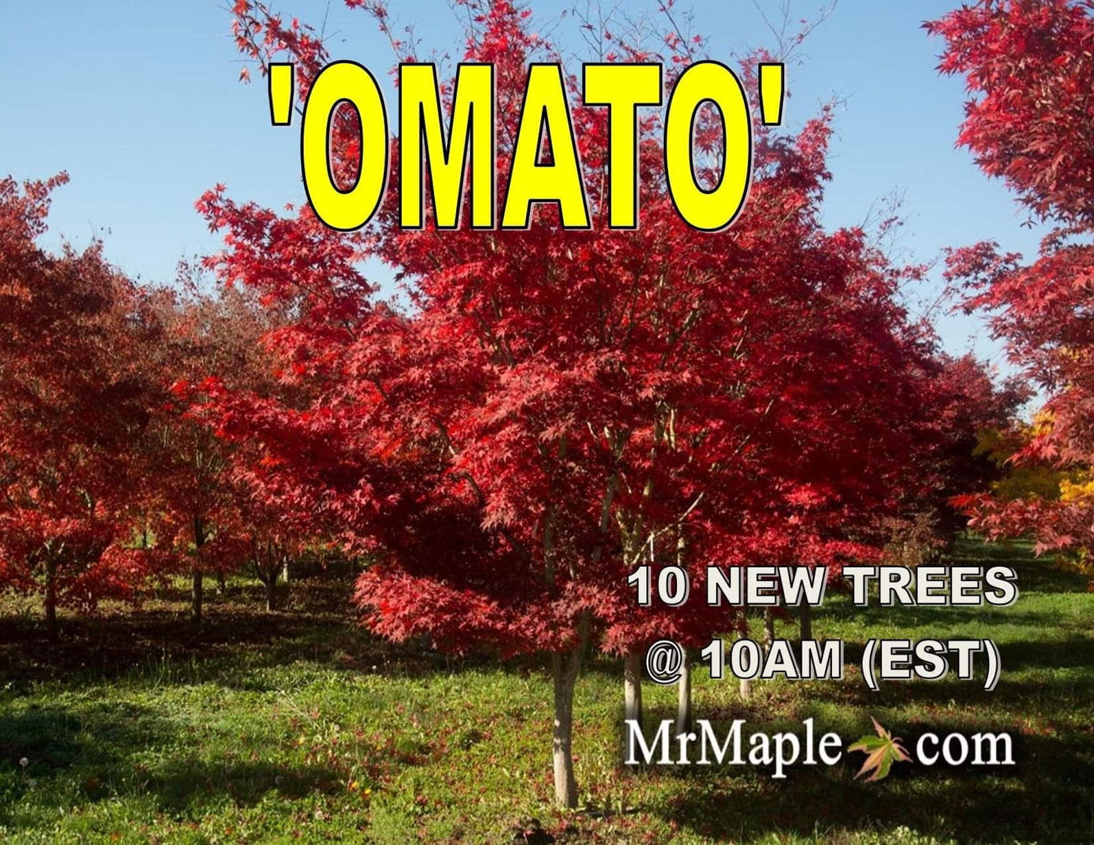 Buy Acer palmatum 'Omato' Japanese Maple — Mr Maple │ Buy Japanese ...