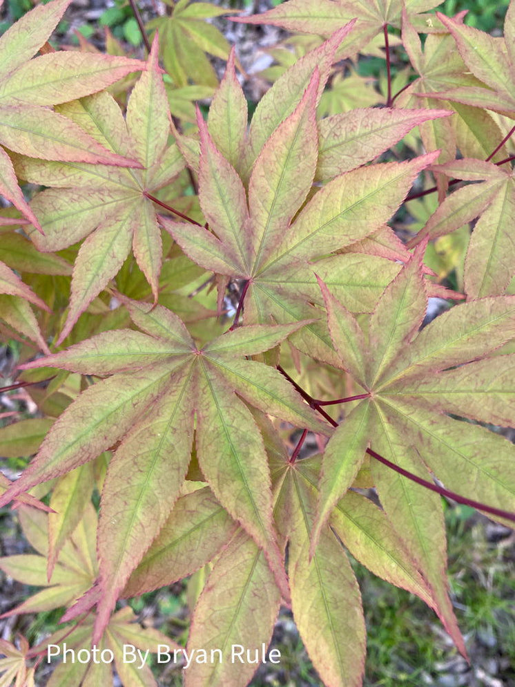 Buy Acer palmatum 'Omato' Japanese Maple — Mr Maple │ Buy Japanese ...