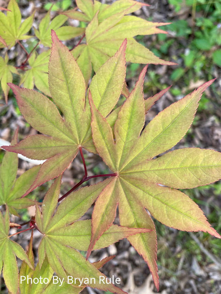 Buy Acer palmatum 'Omato' Japanese Maple — Mr Maple │ Buy Japanese ...
