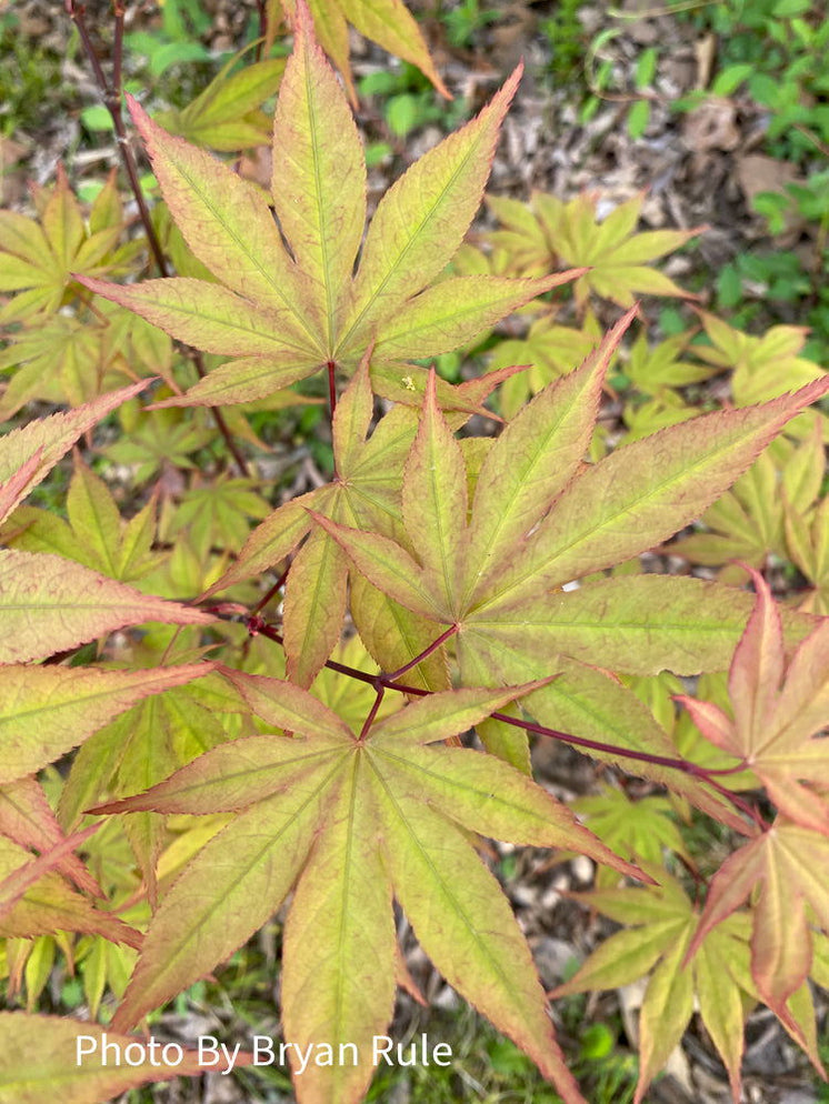 Buy Acer palmatum 'Omato' Japanese Maple — Mr Maple │ Buy Japanese ...