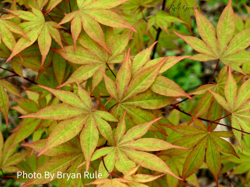 Buy Acer palmatum 'Omato' Japanese Maple — Mr Maple │ Buy Japanese ...