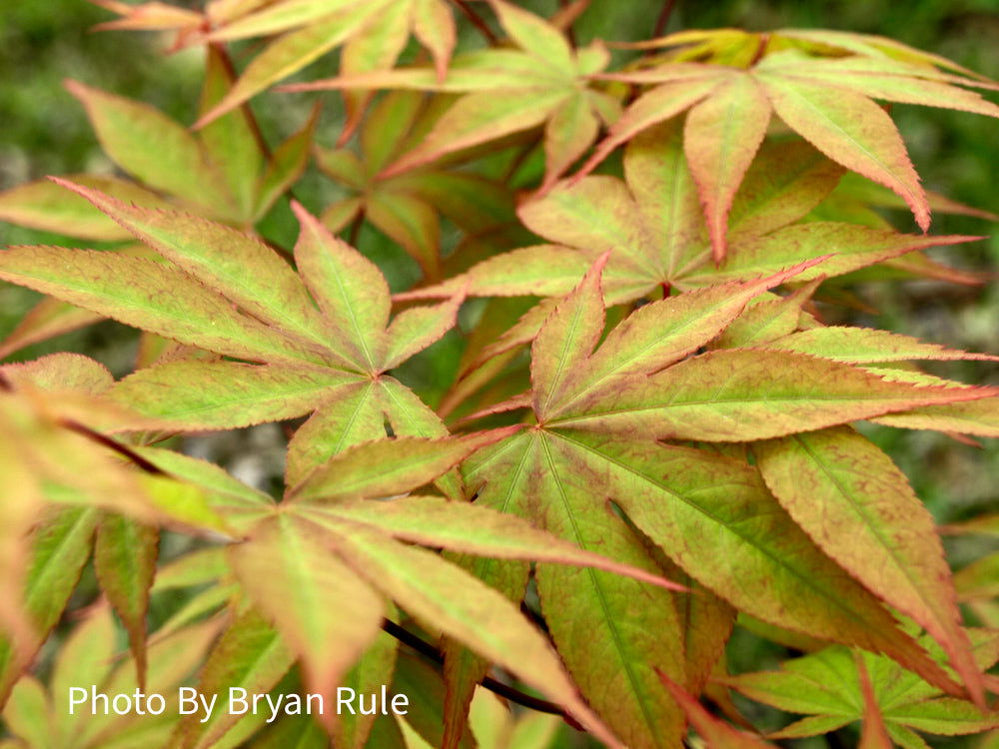 Buy Acer palmatum 'Omato' Japanese Maple — Mr Maple │ Buy Japanese ...