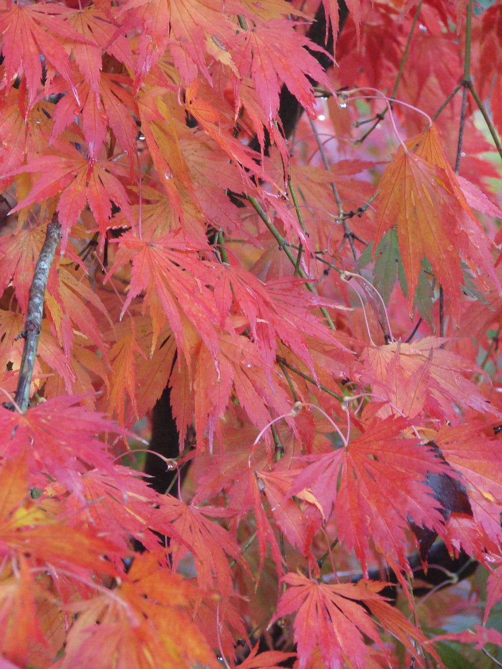 Buy Weeping Japanese Maples — Mr Maple │ Buy Japanese Maple Trees